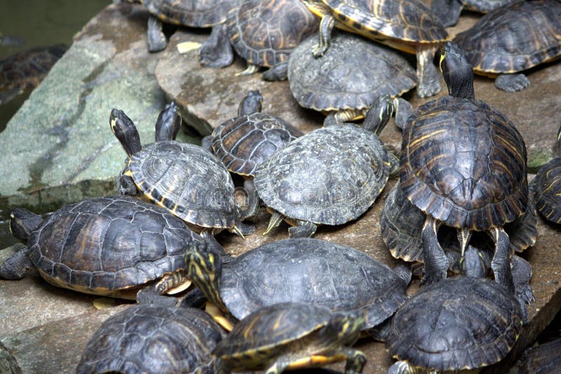 Turtles on a rock stock image. Image of drying, determination - 14237081