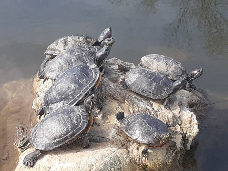 Turtles on Rock Closeup stock photo. Image of tortoise - 269690048