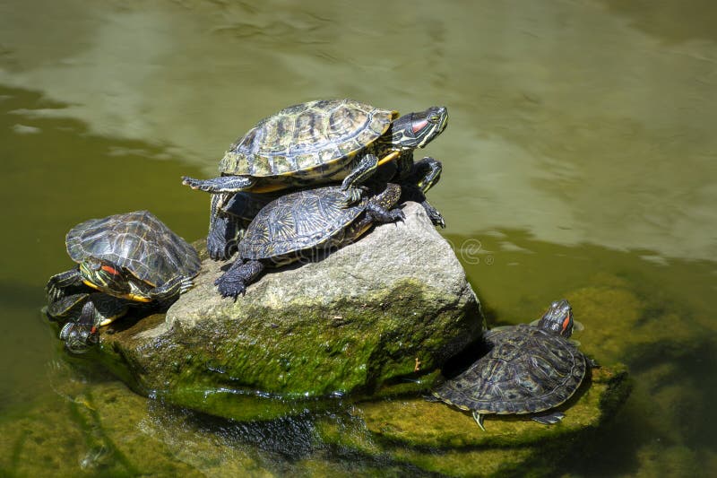Turtles on Rock in Lake on a Sunny Day Stock Photo - Image of freshwater, pond: 361515416