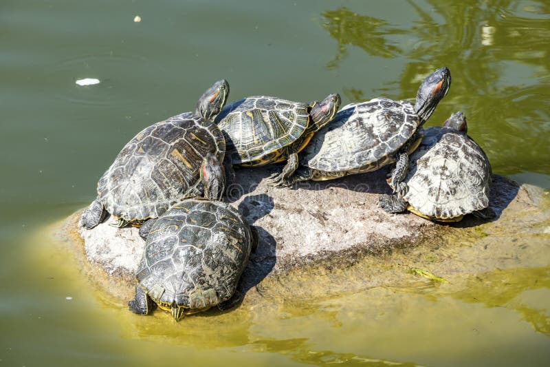 Two turtles on a rock stock image. Image of turtles, antonio - 53642163