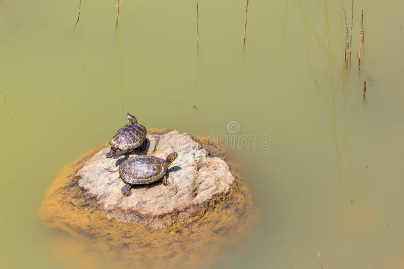 Turtles on rock stock photo. Image of cute, platform - 56406910