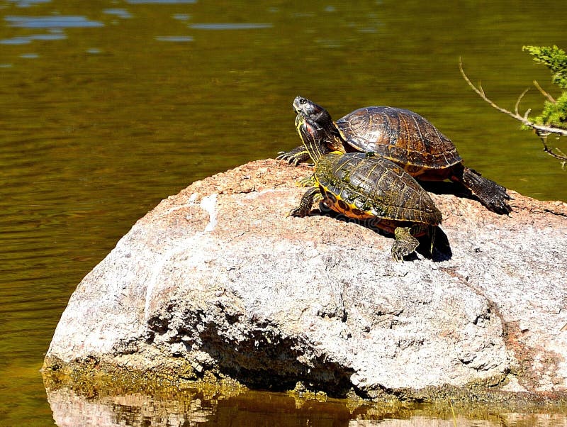 Turtle on a stone stock photo. Image of clipping, desert - 38857580