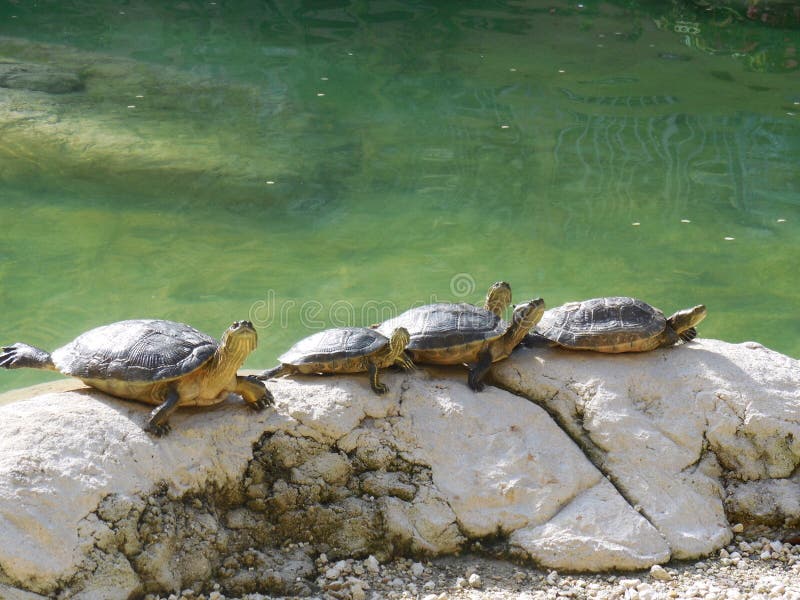 Turtles On Rocks And Many Carp Stock Image - Image of animal, many ...