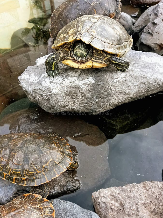 Turtles on Rocks in a Pond. Marine and Terrestrial Animals and Species ...