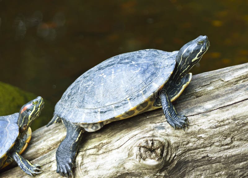Turtles sitting on branch. stock photo. Image of reptile - 66252352