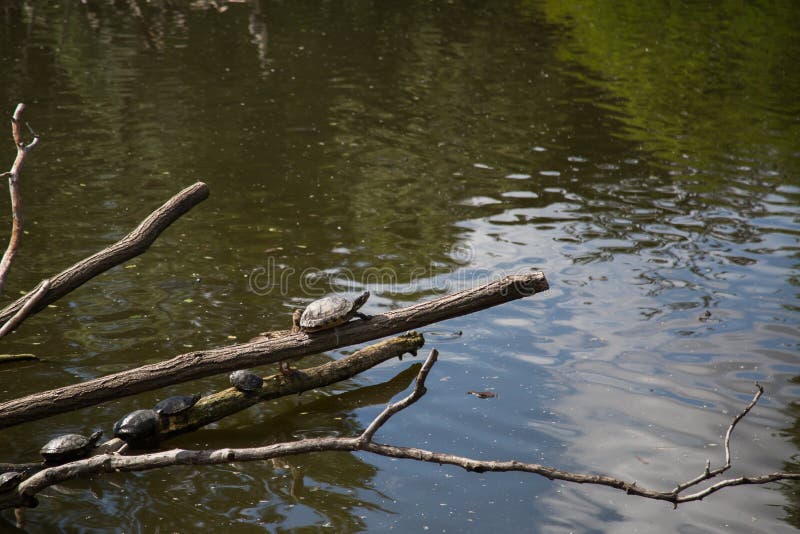 Turtles are Sitting on a Tree in the Water 1 Stock Image - Image of ...
