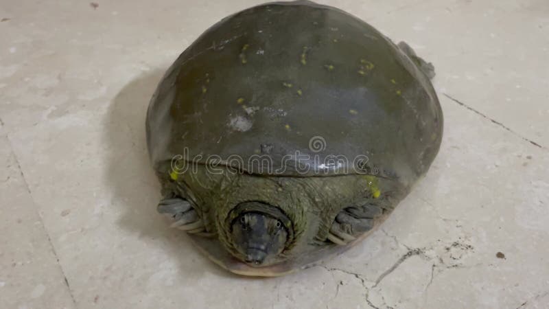 Turtles Spotted Shells are Moving on a Ground in Summer with Head Arms ...