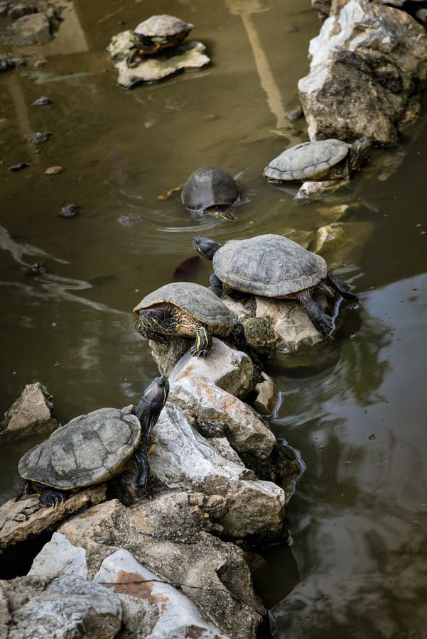 Turtles on stone in pool stock photo. Image of nature - 128832998
