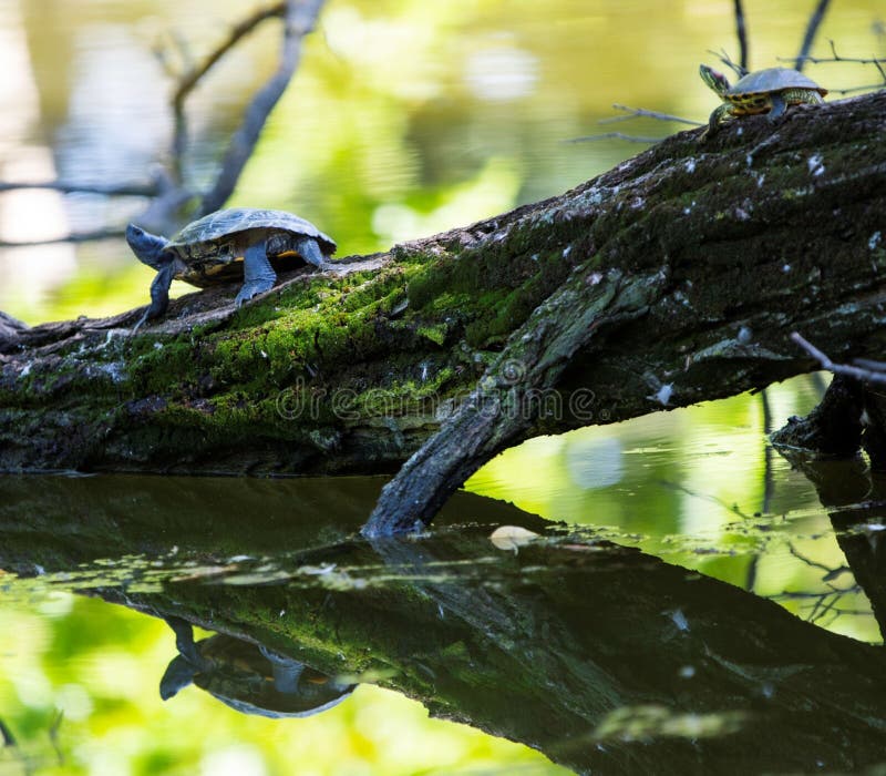 Turtles Sunbathing on an Old Tree Trunk Stock Photo - Image of ...