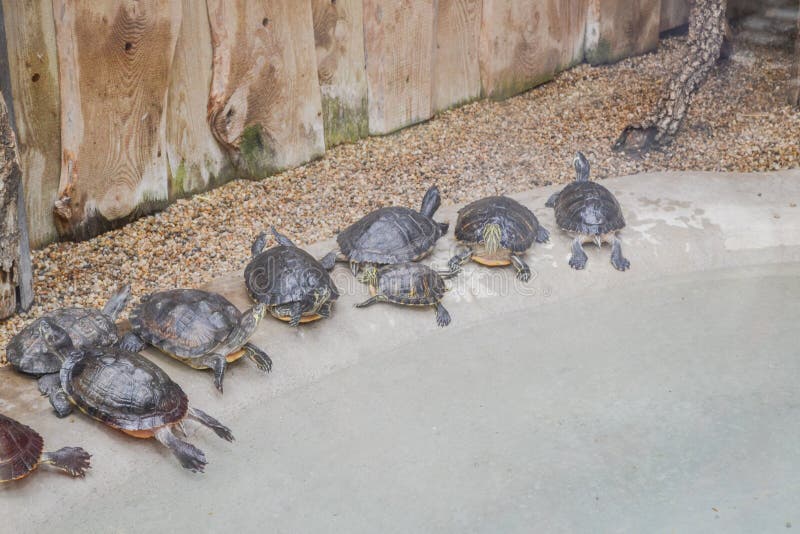 Turtles Sunbathing on the Pole Side Stock Photo - Image of outdoor, green: 149284500