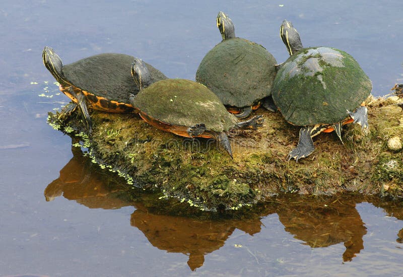 5 Turtles stock image. Image of climb, turtles, mossy - 8712749