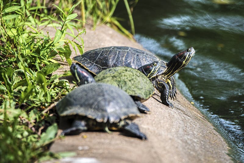 Turtles stock photo. Image of alligator, claw, beak, edible - 76390734