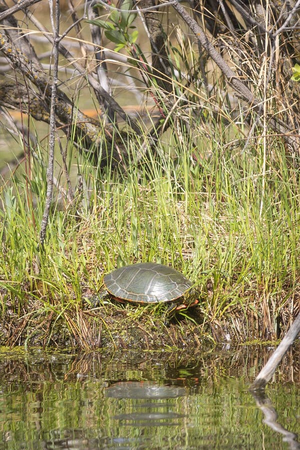Turtles at Fort Whyte Alive Stock Photo - Image of pond, lake: 382503058