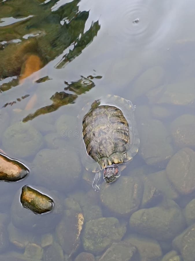 Sea Turtles Swim in Crystal Clear Water. Stock Image - Image of large ...