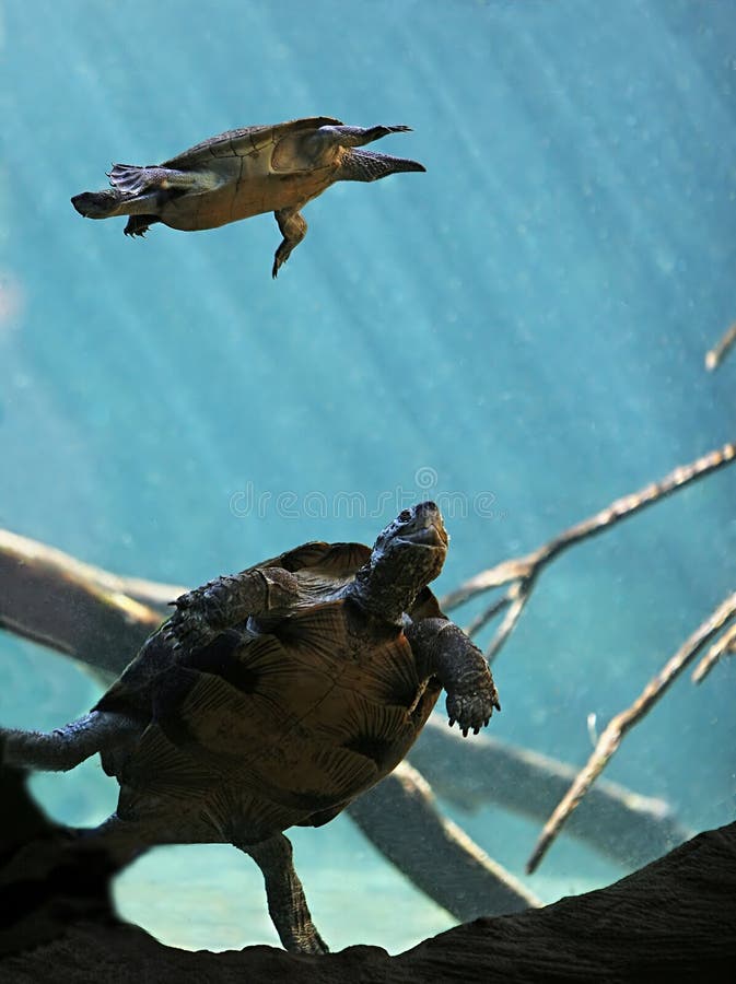 Turtles swimming in tank stock photo. Image of show, blue - 170876