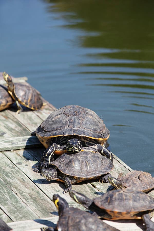 Turtles taking a sunbath stock image. Image of nature - 30960909