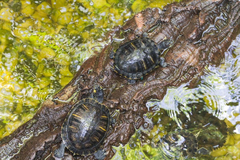 Turtles stock image. Image of colorful, reptile, marine - 45169467