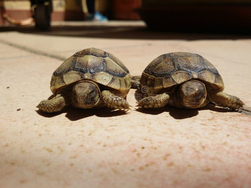 Tiny Cute Land Turtles Stock Photos - Free & Royalty-Free Stock Photos ...
