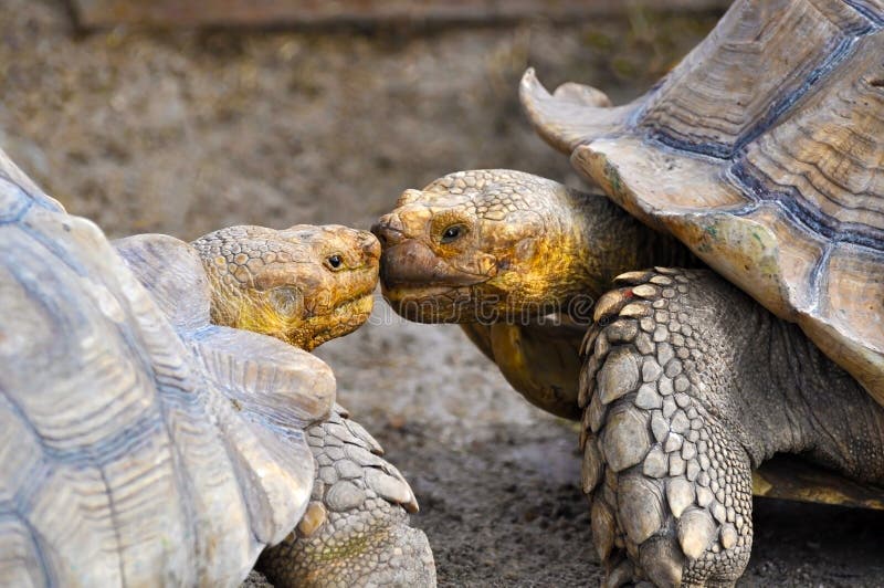 Turtles together stock image. Image of reptiles, friendship - 37498097