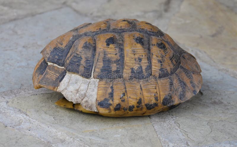 Turtles or Tortoises Hard Shell Stock Image - Image of sand, wild ...