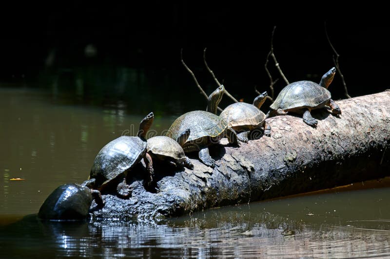 Beautiful Turtle in the River. Red-eared Slider, Trachemys Scriptta ...