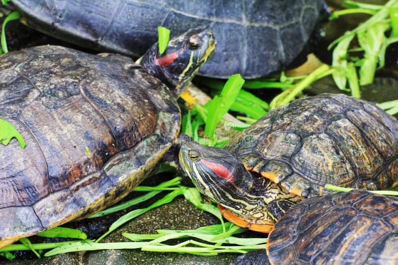 Turtles (Trachemys Scripta Elegans) Stock Photo - Image of defense ...