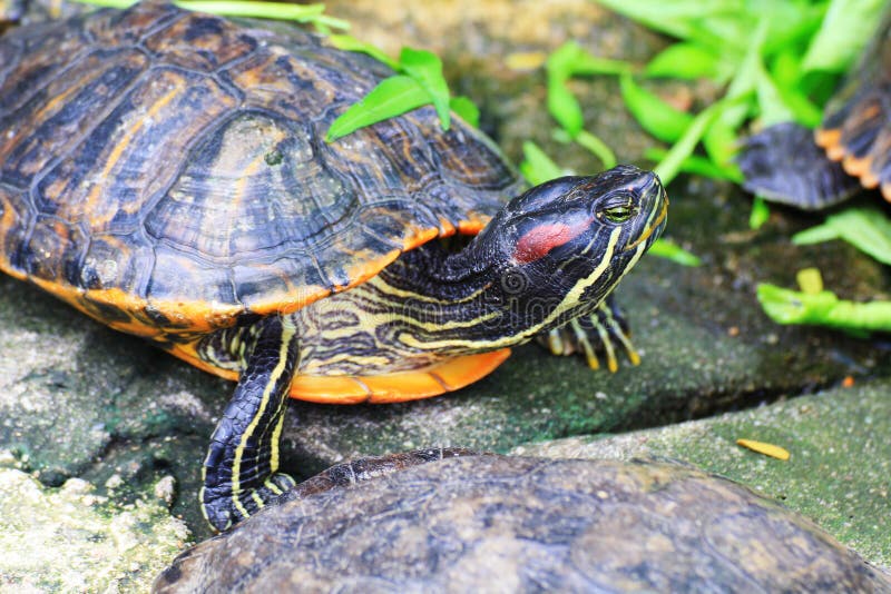 Turtles (Trachemys Scripta Elegans) Stock Image - Image of colors ...