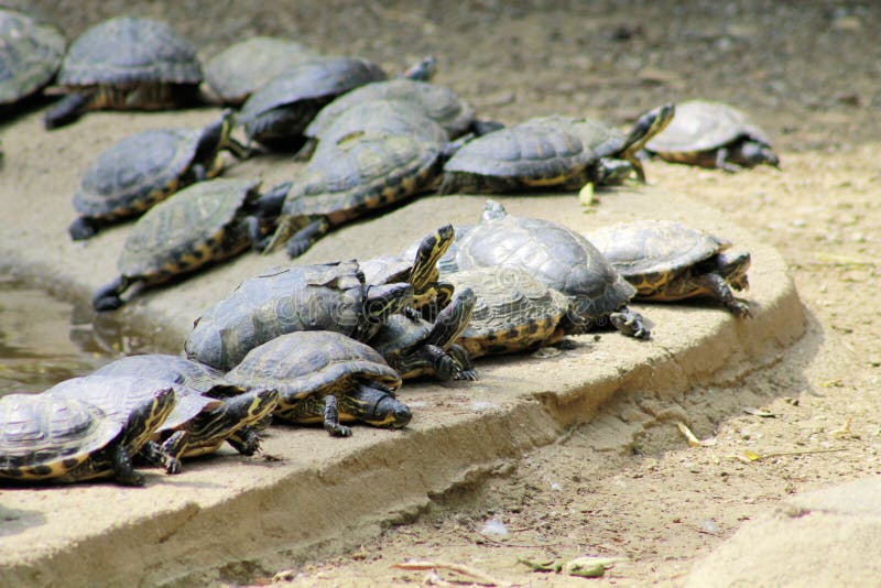 Herd Turtles Stock Photos - Free & Royalty-Free Stock Photos from ...