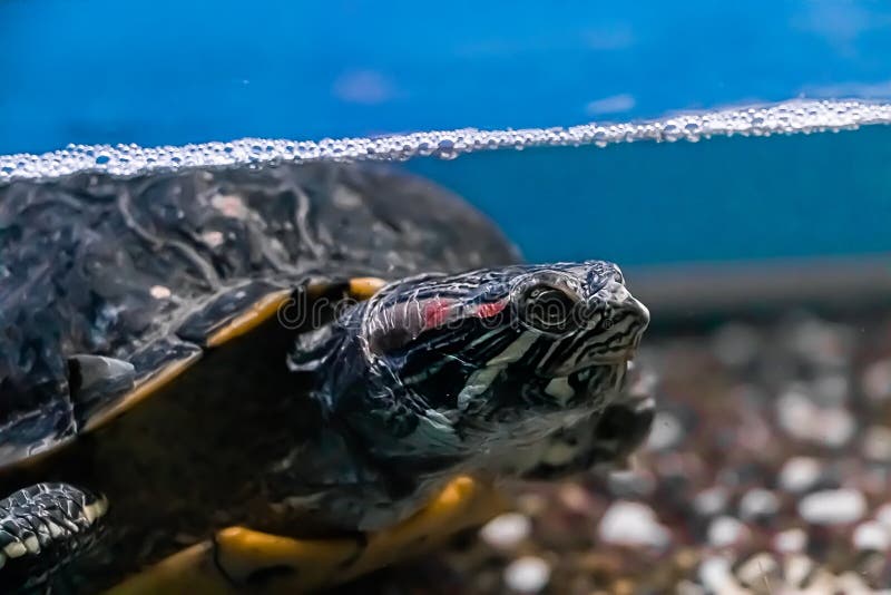 Turtles Trachemys Scripta Lie in the Water Stock Image - Image of aquarium, aquatic: 181001809