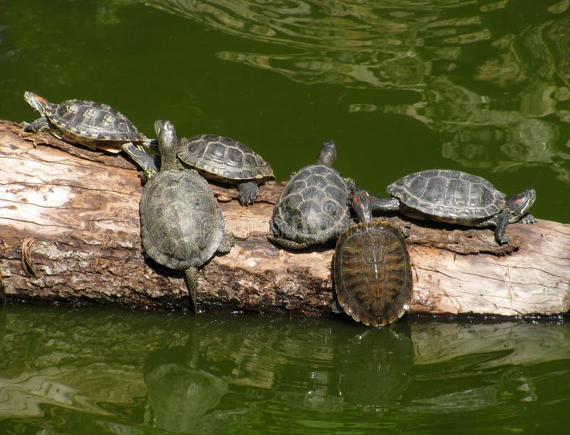 Turtles on a trunk of tree stock photo. Image of turtle - 29542210