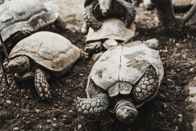 Turtles turn over stock image. Image of small, reptile - 84346427