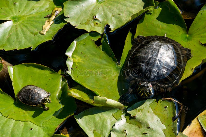 Turtles stock image. Image of feed, park, water, lily - 39624677
