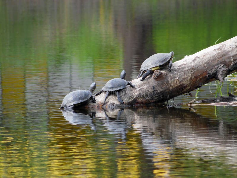 Turtles stock image. Image of crawl, sunbathing, park - 70574917