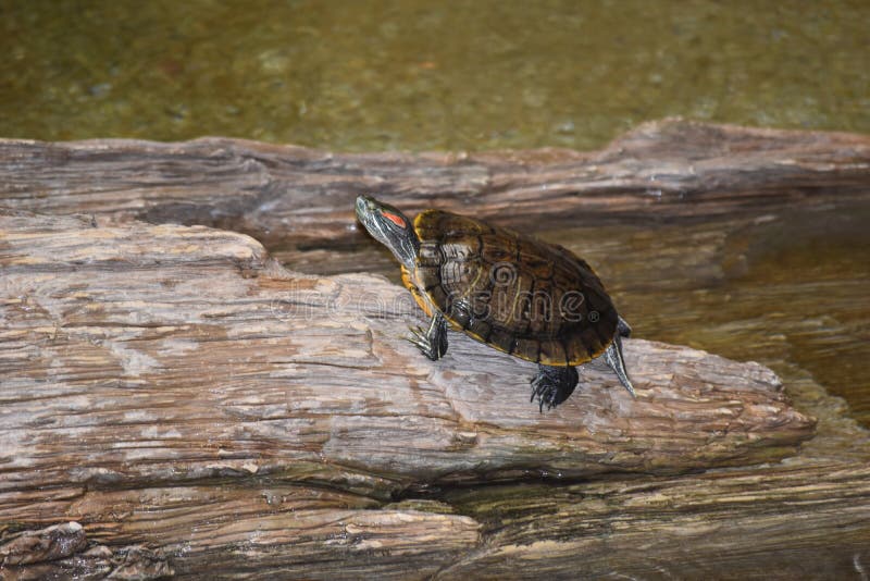 Turtles stock photo. Image of pool, climbing, water, aquatic - 90975984