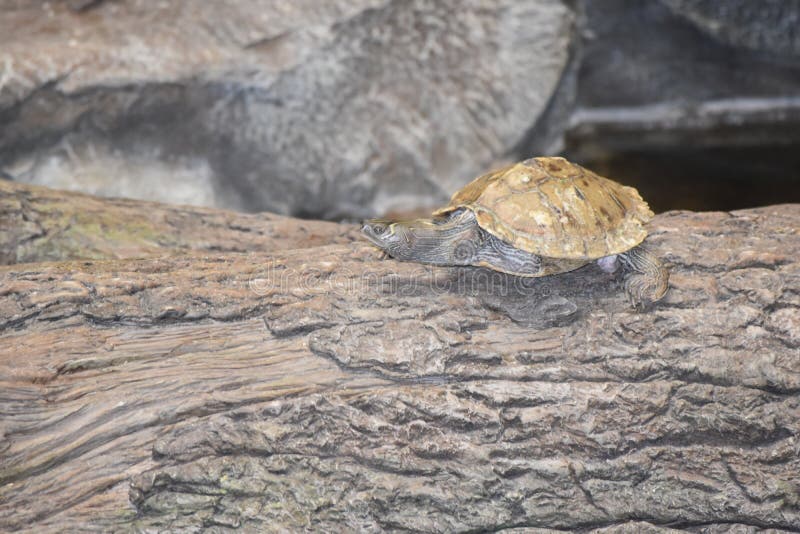 Turtles stock photo. Image of aquatic, tortoise, taking - 90976038