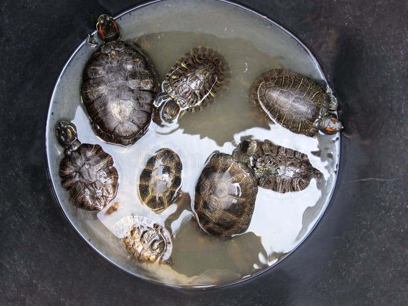 Turtles stock photo. Image of sale, baby, closeup, life - 99580666