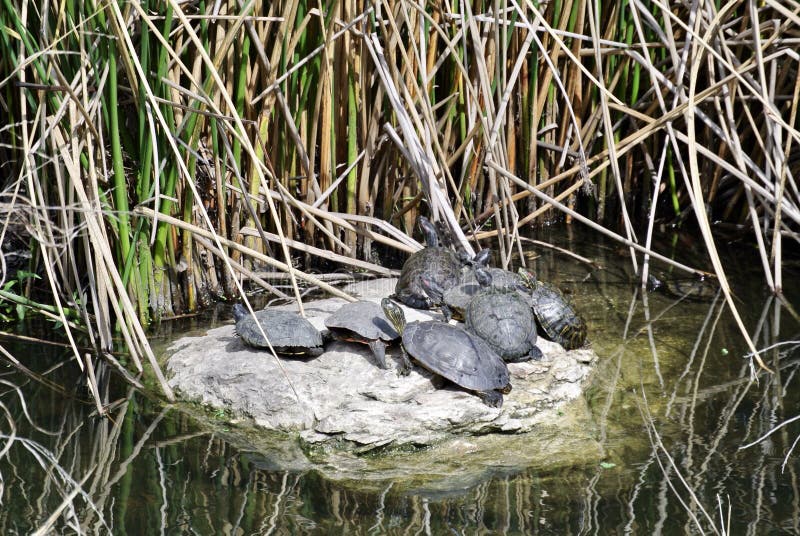 Turtles stock image. Image of pond, rock, turtles, reptiles - 113811001