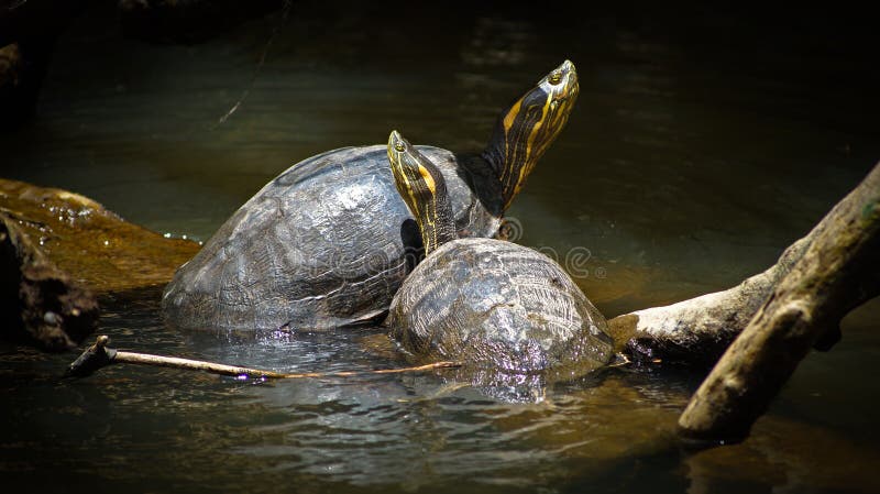 Turtles stock photo. Image of mangroves, rainforest - 117406250