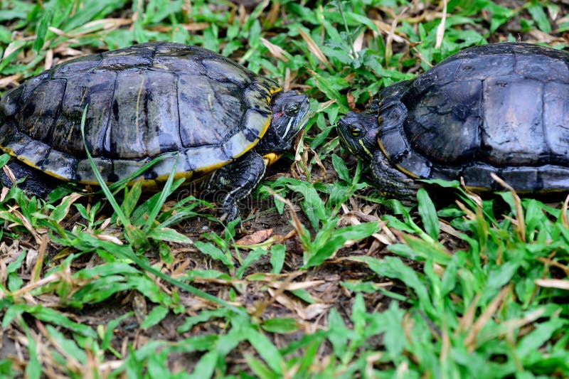 Turtles stock photo. Image of blooded, water, testudines - 77030662