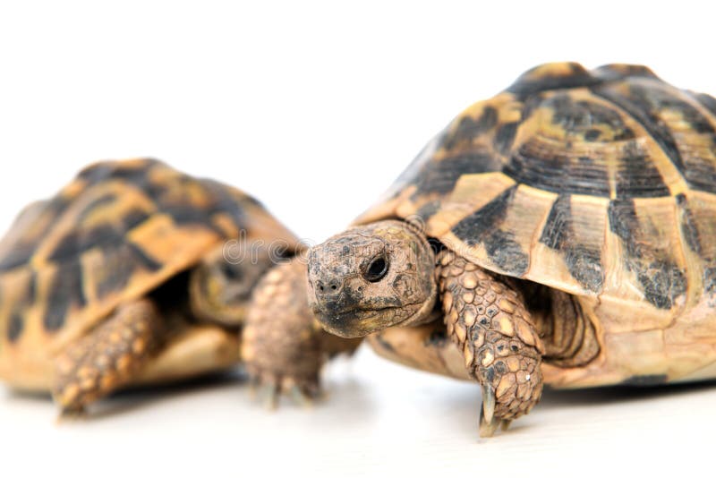 Two turtles stock image. Image of animal, young, water - 22527429