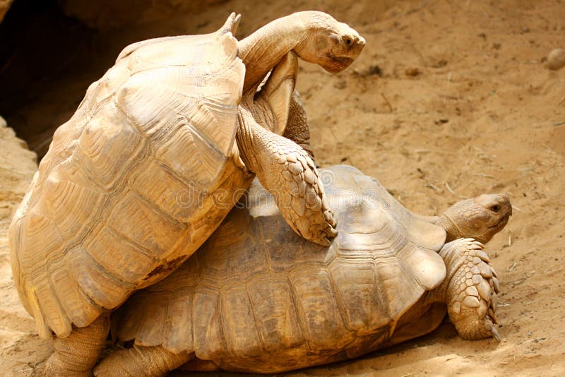 Turtles playing Leapfrog stock image. Image of wildlife - 913041
