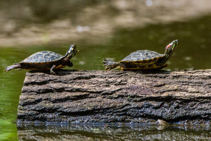 2 turtles stock image. Image of pond, turtles, sunbathing - 56379265