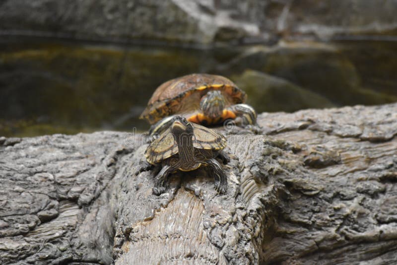 Turtles stock image. Image of aquatic, taking, turtles - 90975985