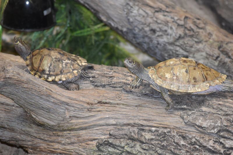 Turtles stock photo. Image of reptiles, pool, outdoors - 90976020