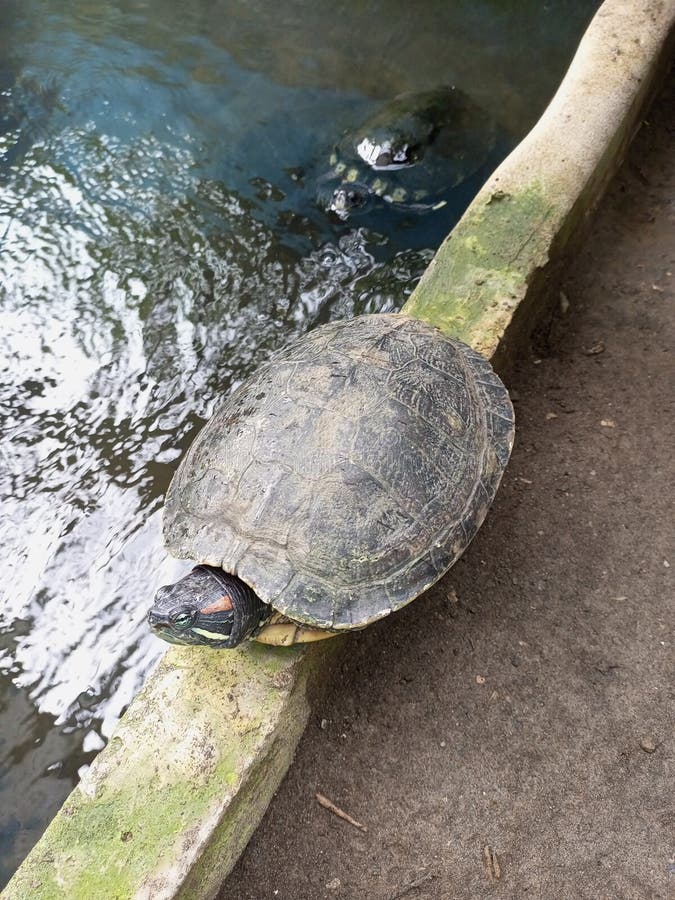 Kura kura stock image. Image of kura, type, turtles - 267018743