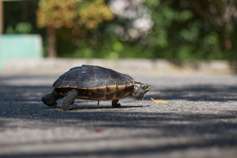 The Turtles are Walking in the Sunlit Streets Stock Image - Image of ...