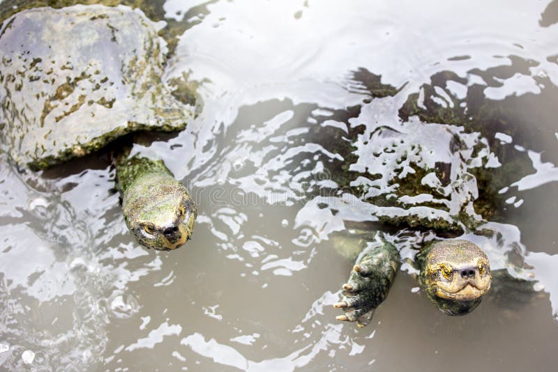 Turtles in the water stock photo. Image of outdoor, concept - 59034082
