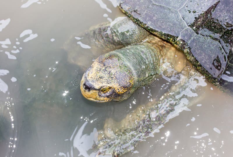 Turtles in the water stock photo. Image of turtles, sunbathing - 59035386