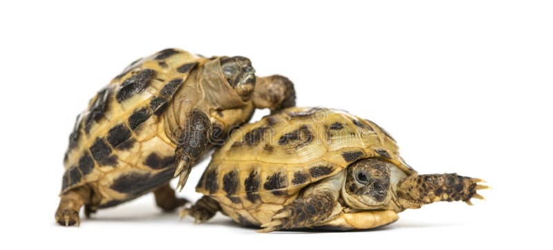 Turtles on the Way To Copulate, Stock Image - Image of terrapene, wild ...