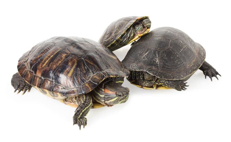 Turtles on a White Background Stock Image - Image of animal, isolated ...